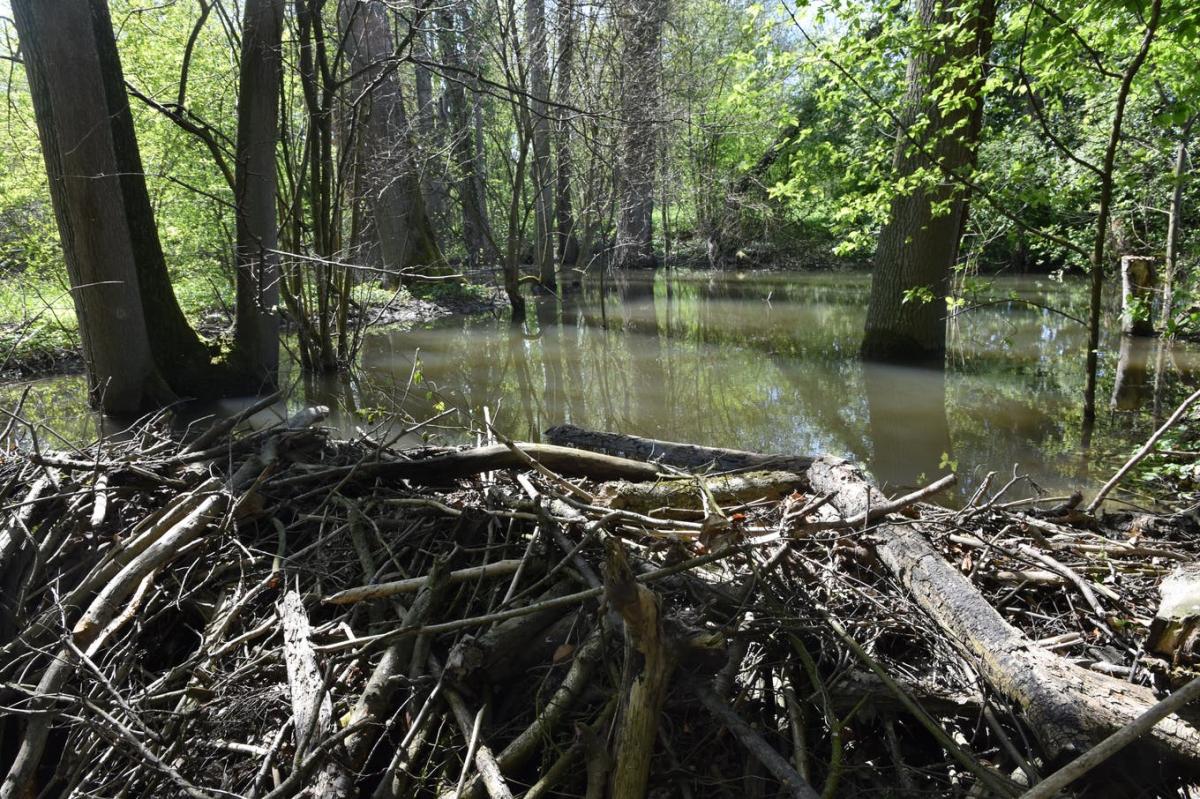 ARBON : Die Biber stauen ein Rinnsal zum Weiher auf | Oberthurgau ...