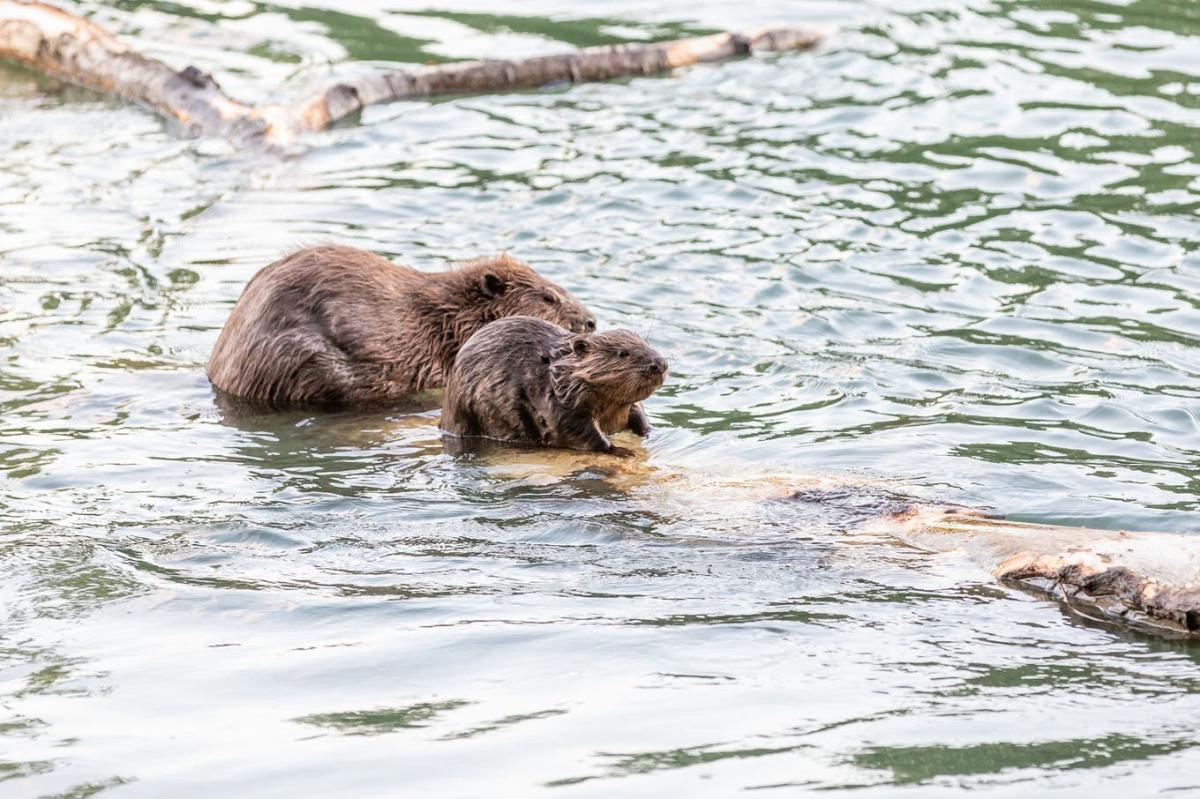 BIBER LEGEN WINTERVORRAT AN : Die Biber in der Salmsacher Aach erhalten ...